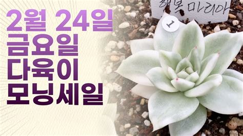 판매완료 2월 24일 🌟금요일 다육이 모닝세일🌟 다육이 다육이창 다육이키우기 금다육 Youtube