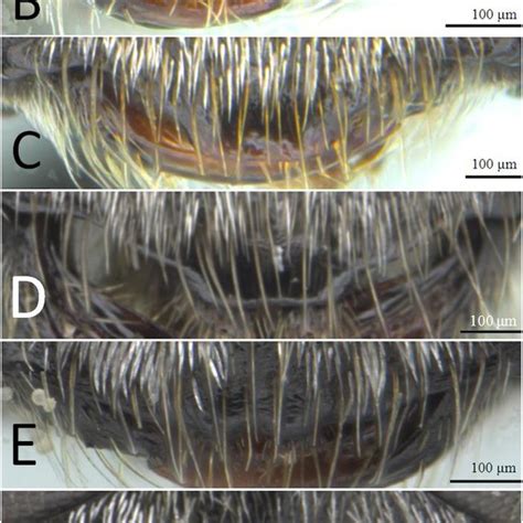 Endophallus A Trypoxylon Attenuatum Side View B T Deceptorium Side