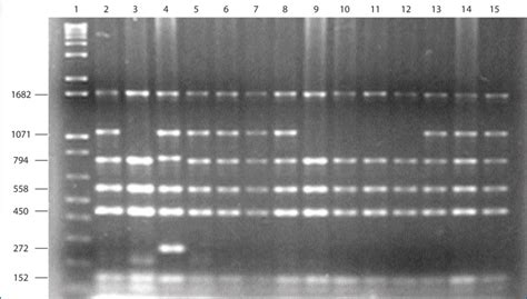 Bruce‑ladder Multiplex Pcr Profile Of Type Brucella Strains And Download Scientific Diagram