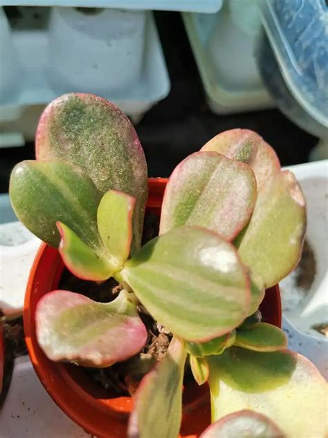 Crassula Ovata Variegata Mikaeri Bijin Siracactus