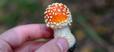 Amanita Muscaria Microdosing Fly Agaric Microdosing