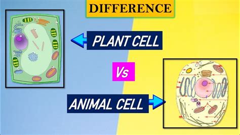 Difference Between Plant Cell And Animal Cellanimal Cell And Plant Cell