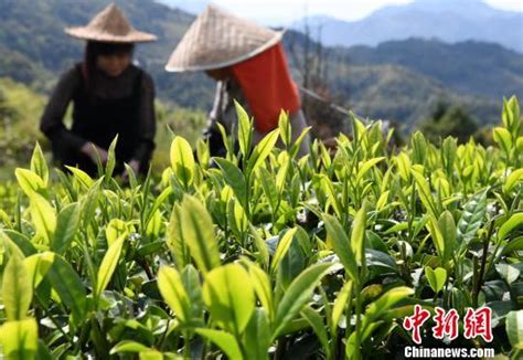 「中國茶葉之鄉」福建福安採茶忙 每日頭條