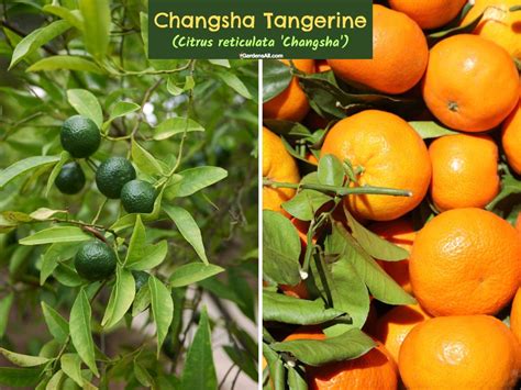 Cold Hardy Citrus Plants Varieties And Where They Grow Gardensall