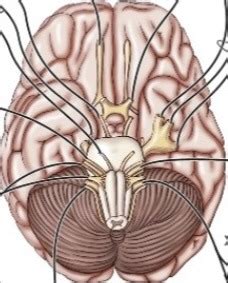 Cranial Nerves I XII Diagram Quizlet