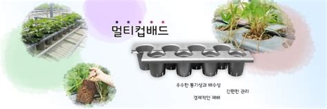 화성 멀티컵배드 8구어미묘포트 육묘재배딸기포트 미듬팜 논산양액비료 네이버 블로그
