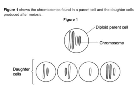 Topic 4 Genetics Exam Flashcards Flashcards Quizlet
