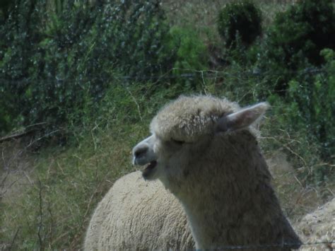 Llama Wool Free Photo On Pixabay Pixabay