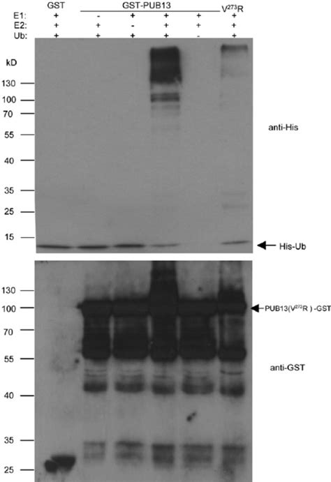 Analysis Of E3 Ubiquitin Ligase Activity For Pub13 An In Vitro