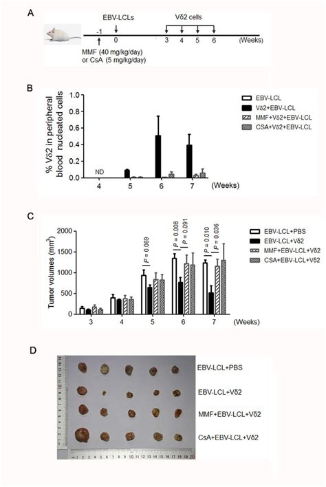 Mycophenolate Mofetil Mmf Inhibited The Cytotoxic Effect Of Vδ2 T Download Scientific
