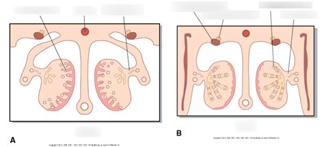 Chapter 28 Diagram 4 Diagram Quizlet
