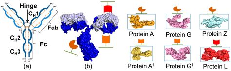 What Is A Protein Binding Site At Al Robinson Blog