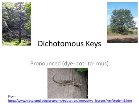 Dichotomous Keys Identifying Organisms