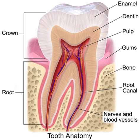 Gangrena zuba Simptomi uzroci opasnosti i lečenje Dental Vortex