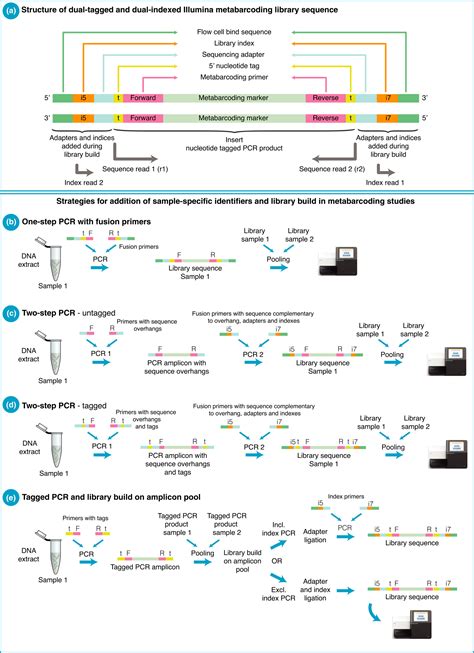 Strategies For Sample Labelling And Library Preparation In Dna