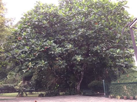 Regin S Realm Tipulo Tree