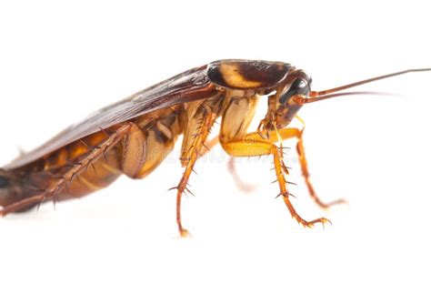 Action Image Of Cockroaches Cockroaches Isolated On White Background