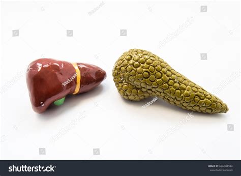 Concept Hepatobiliary System Anatomical Models Liver Stock Photo Shutterstock