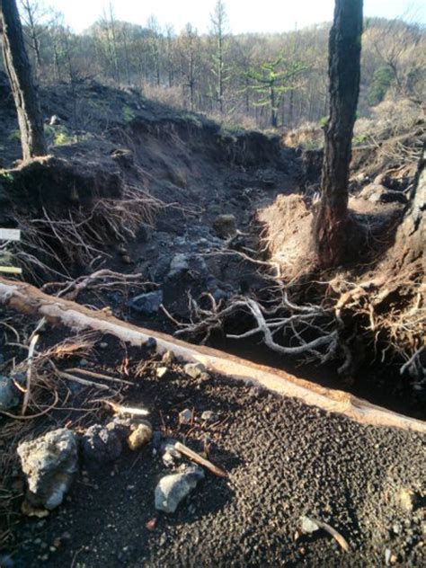 El 95 De Los Incendios Forestales Tiene Su Origen En Causas Humanas