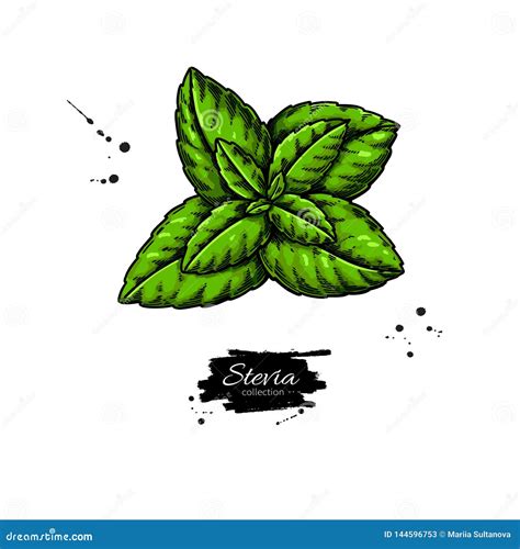 Dibujo Del Vector Del Stevia Bosquejo Herbario Del Substituto Del Az