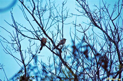 Dsc 8320 Arun Kumar Garg Flickr