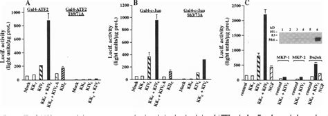 Figure 4 From Regulation Of Mitogen Activated Protein Kinases By A