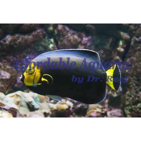 Conspicillatus Angel Captive Bred Affordable Aquaria