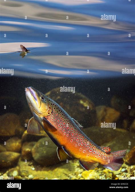 Brown Trout River Trout Brook Trout Salmo Trutta Fario Ascending To Day Fly Floating On