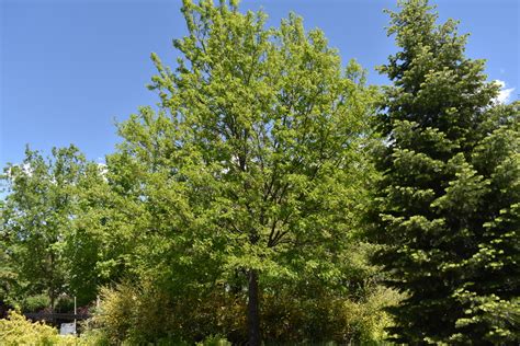 Skyline Honeylocust