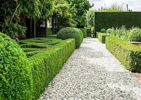 16 Amazing Hedge Ideas For Your Garden Boundaries Explained Thearches
