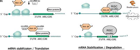 Figure 1 From Mammalian Cis Acting Rna Sequence Elements Semantic Scholar