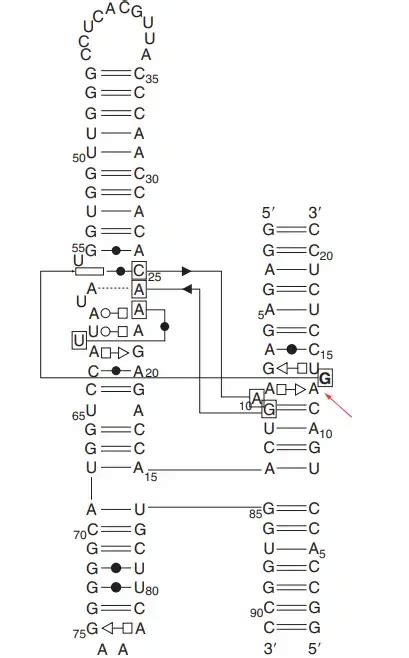 Enzymes Structure Classification And Function