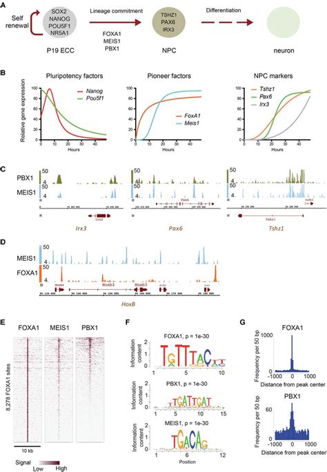 Cytosine Modifications Modulate The Chromatin Architecture Of
