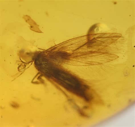 Lepidoptera Moth Fossil Insect Inclusion In Burmese Amber Etsy