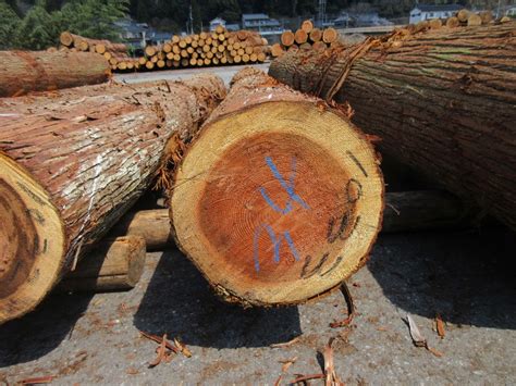 奈良県吉野町産 約80年生杉 2020年4月7日 定例市 上吉野木材協同組合