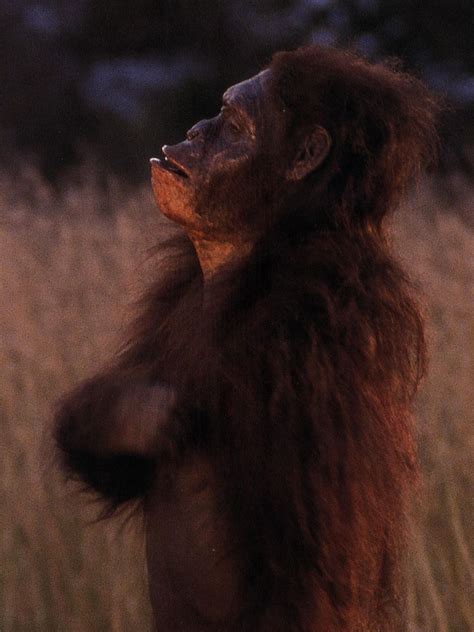Australopithecus Afarensis Documentary ”walking With Cavemen” Bigfoot