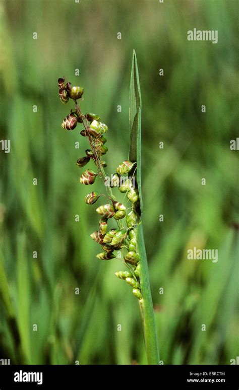 Quaking Grass Cow Quake Didder Dithering Grass Dodder Grass