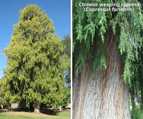 22 Types Of Cypress Trees With Pictures Identification Symbolism