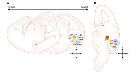 Migration Routes From Hypothalamic Domains Toward The Amygdala A Download Scientific
