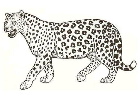 Free Leopard Coloring Pages Download Free Leopard Coloring Pages Png