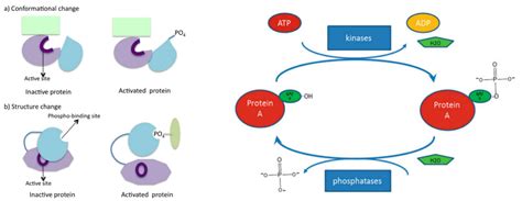 Phosphorylation Proteomics Services Metwarebio