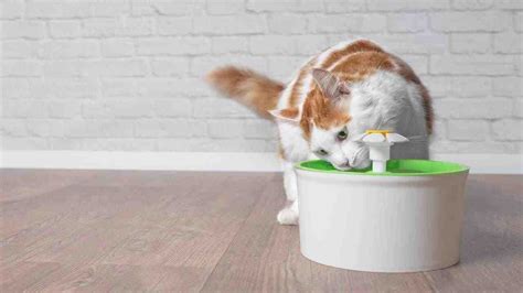 Fuente De Bricolaje Para El Gato El Procedimiento A Seguir GatosPerros Net