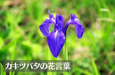 カキツバタ燕子花・杜若の花言葉は怖い？意味や由来、種類、英語名の花言葉もご紹介！ ホギホギ