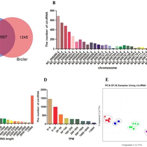 Identification And Description Of CircRNAs In Breast Muscle Of Download Scientific Diagram