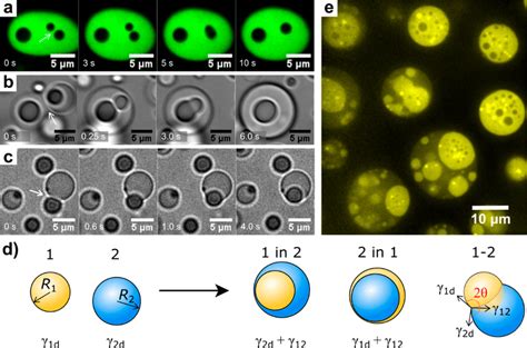 Interfacial Tension Governed Arrangement And Fusion In Multiphase
