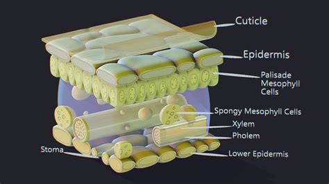 Collenchyma 3d Models Sketchfab