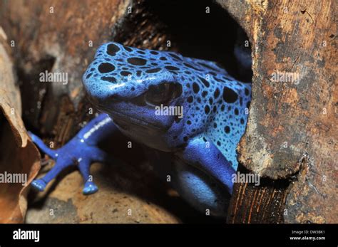 Azul Rana Venenosa Dendrobates Tinctorius Azureus Raras Especies De