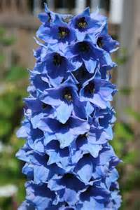 36 Best Blue Delphinium Images On Pinterest Delphiniums Blue Flowers