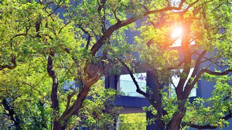 New Modern Block Of Flats In Green Area Eco Apartment Building Saving