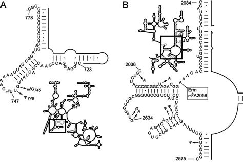 The Macrolide Antibiotic Binding Site Within The Secondary Structure Of